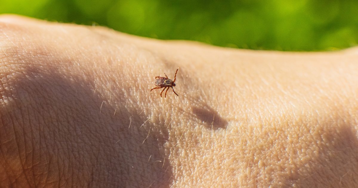 CoxHealth | What Is Alpha-Gal Syndrome? A Guide to This Tick-Related…